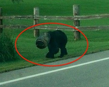 This Bear Had Its Head Stuck In A Bucket For Nearly Two Weeks But What ...